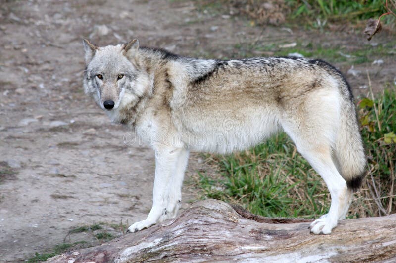 Lupo che ringhia. immagine stock. Immagine di morso, lupo - 31974743