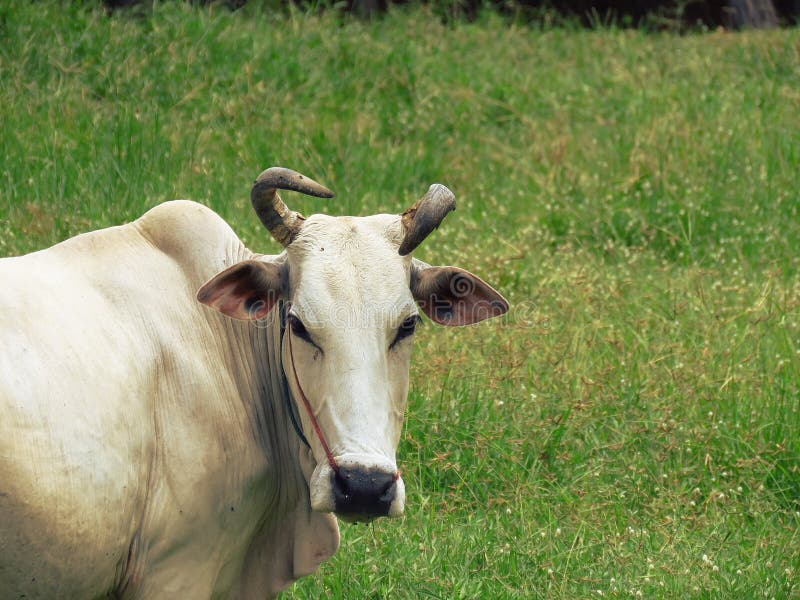 La Mirada De Una Vaca En Una Granja Foto de archivo - Imagen de paste ...
