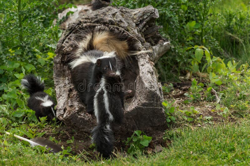 La Mofeta Rayada (mephitis Del Mephitis) Ase El Equipo Imagen de ...