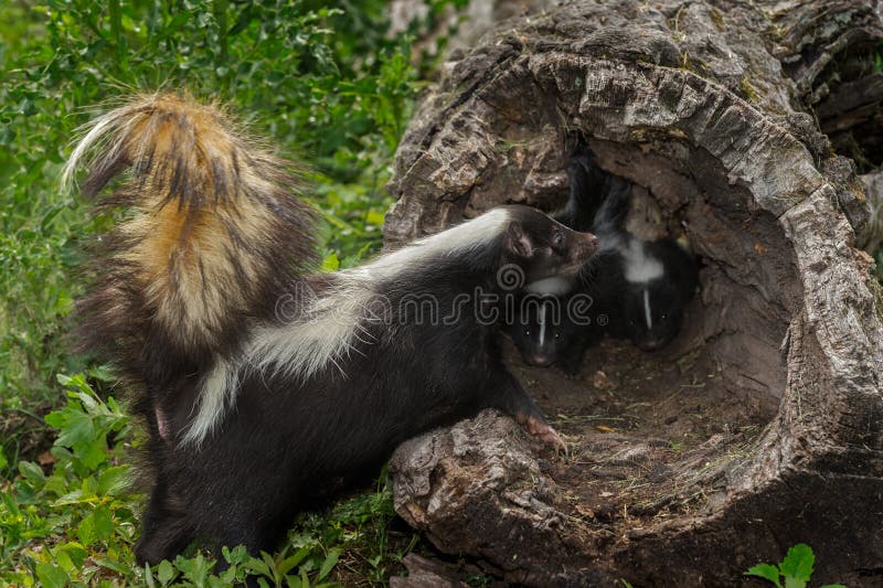 La Mofeta Rayada (mephitis Del Mephitis) Comprueba Dos Equipos Foto de ...
