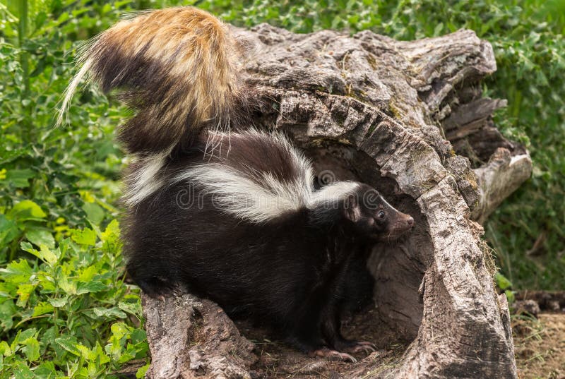 La Mofeta Rayada (mephitis Del Mephitis) Se Coloca En Registro Imagen ...