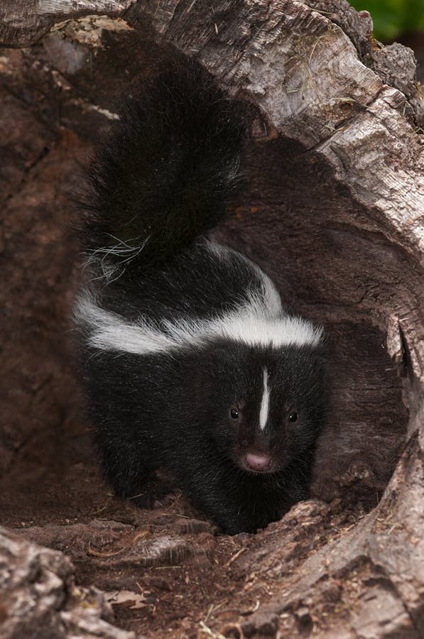 La Moffetta a Strisce Del Bambino (mephitis Del Mephitis) Guarda a ...