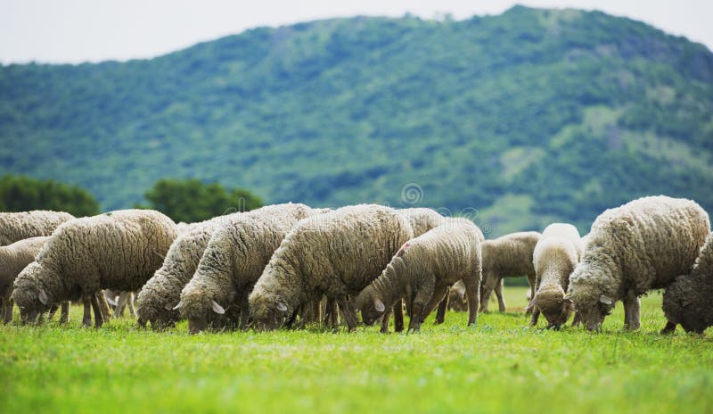 La Moltitudine Di Pecore Pasce Su Un Campo Verde Immagine Stock ...