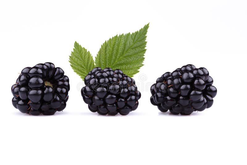 La mora immagine stock. Immagine di sfondo, fresco, mora - 10550783
