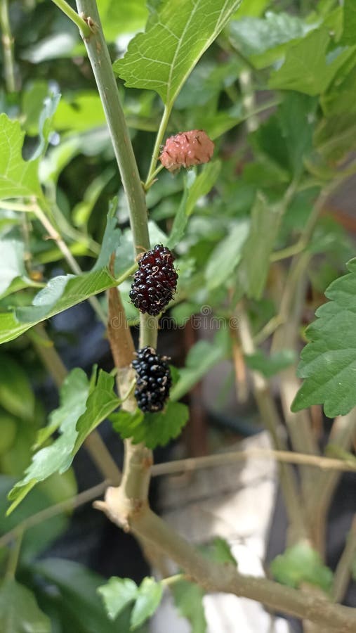 La Morera Es Una Parte De La Baya Imagen editorial - Imagen de planta ...