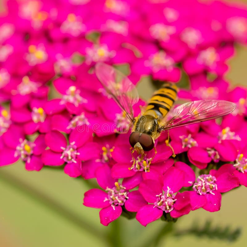La Mosca a Rayas Parece Avispada - Hoverfly Sentado En Una Flor Rosa ...