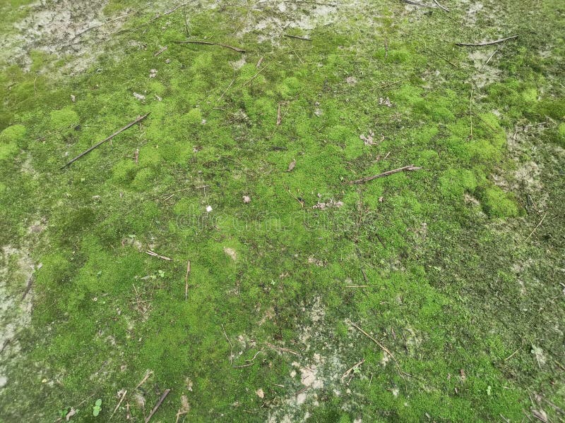 La Mousse Nonvascular Verte Au Sol. Photo stock - Image du lame ...
