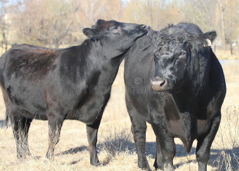 98,930 Mucca E Toro Accoppiamento Foto stock - Foto stock gratuite e ...