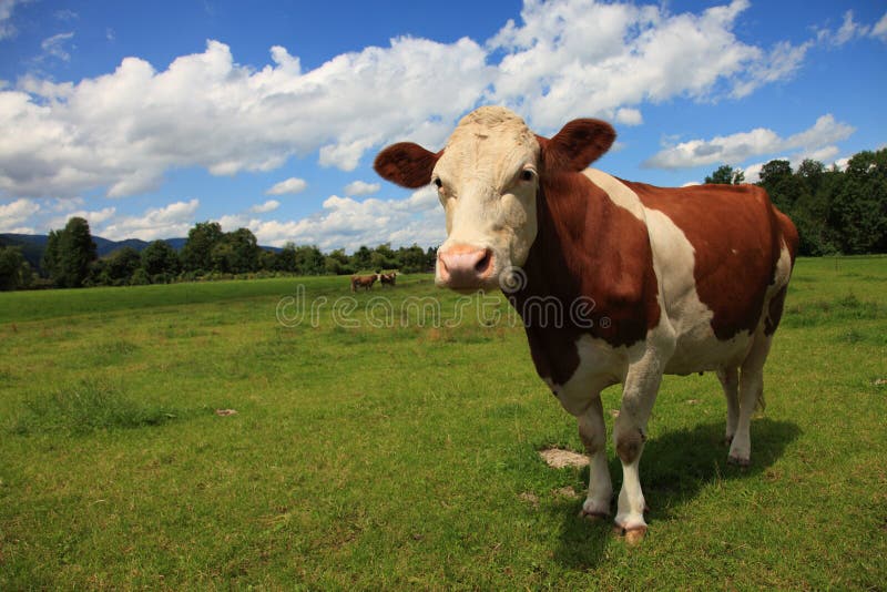 La mucca marrone fotografia stock. Immagine di sano, erba - 15682550