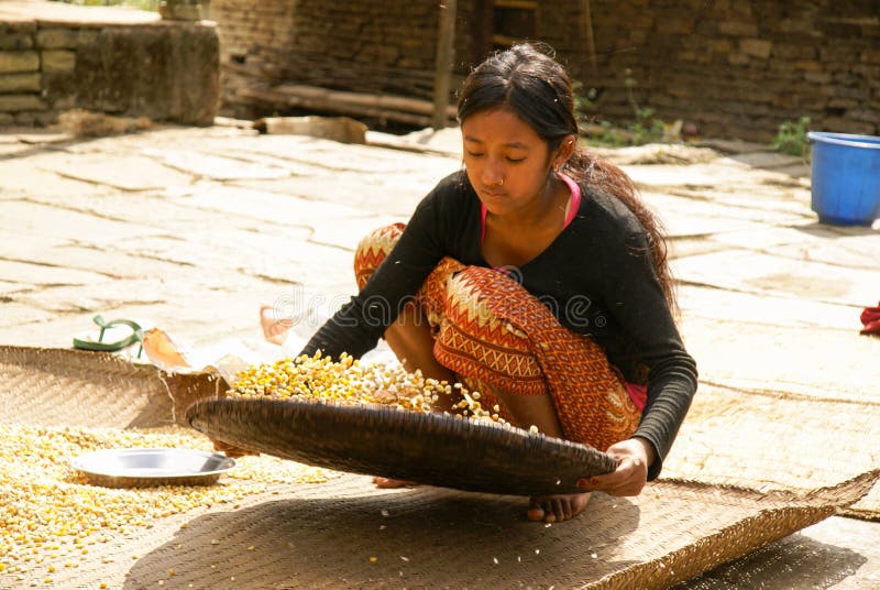 La muchacha tamiza maíz fotografía editorial. Imagen de himalaya - 41546592