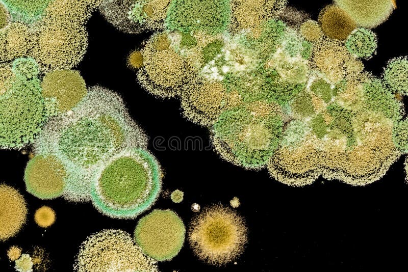 Formazione in Una Capsula Di Petri, Struttura Microbiologica Astratta ...