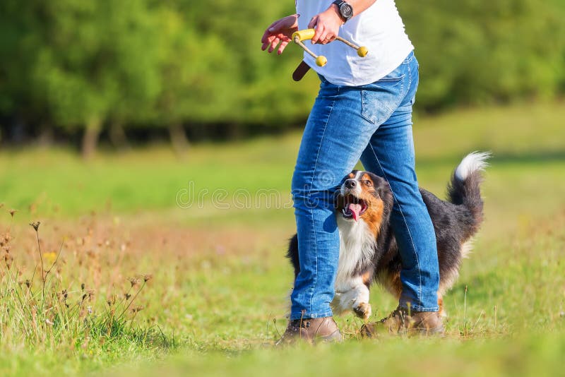 La Mujer Hace El Baile Del Perro Con Su Perro Imagen de archivo ...