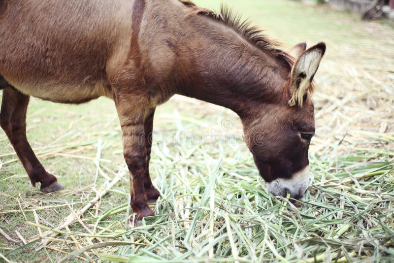 La Mula Come Hierba Verde Con Luz Natural Imagen de archivo - Imagen de ...