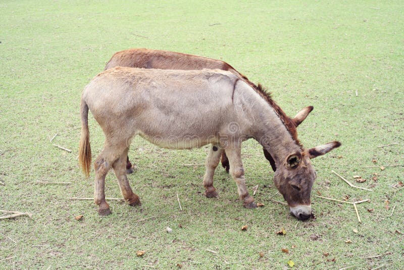 La Mula Come Hierba Verde Con Luz Natural Imagen de archivo - Imagen de ...