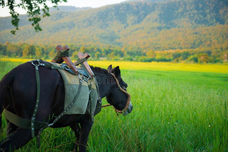 La mula pasta, burdégano foto de archivo. Imagen de mula - 47665466