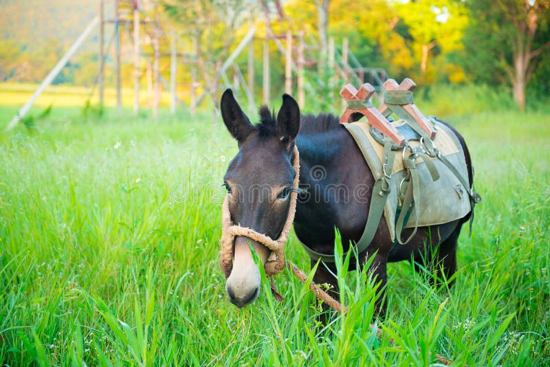 La mula pasta, burdégano foto de archivo. Imagen de mula - 47665466