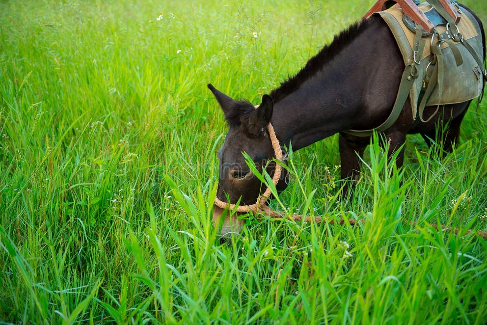 La mula pasta, burdégano foto de archivo. Imagen de mula - 47665466
