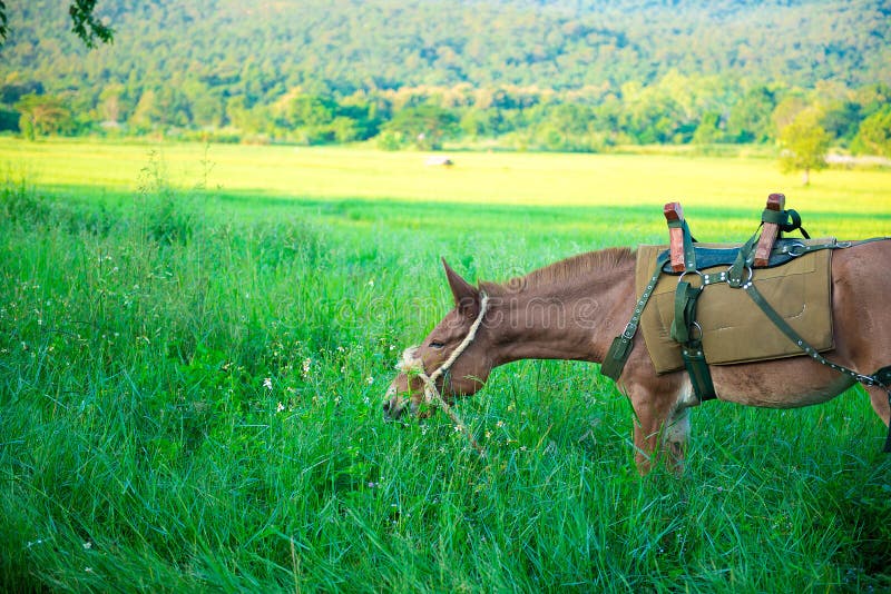 La mula pasta, burdégano imagen de archivo. Imagen de hierba - 47675643
