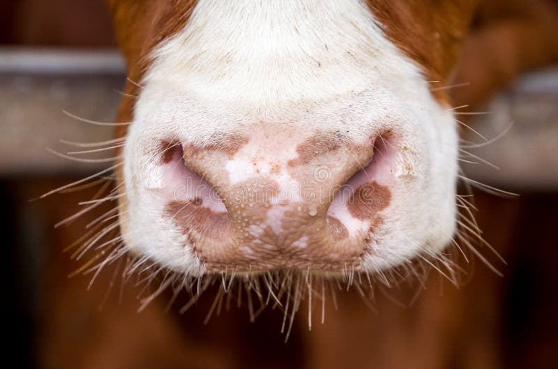 Museruola Di Una Mucca In Un Primo Piano Della Stalla Immagine Stock ...