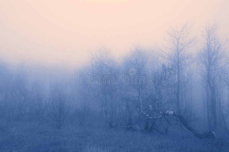 La nebbia di colore fotografia stock. Immagine di molla - 13485674