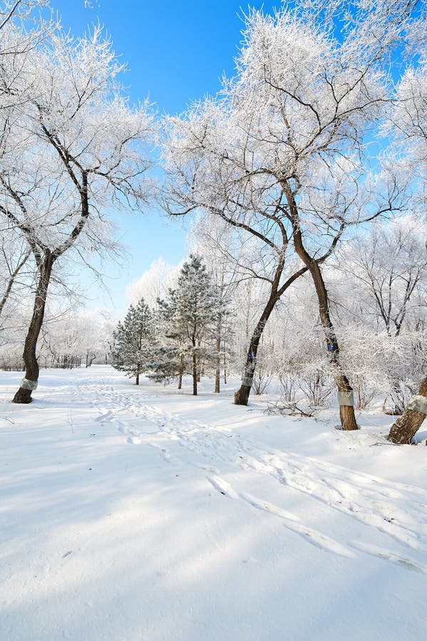 La Neve E Gli Alberi Con La Brina Morbida Immagine Stock - Immagine di ...