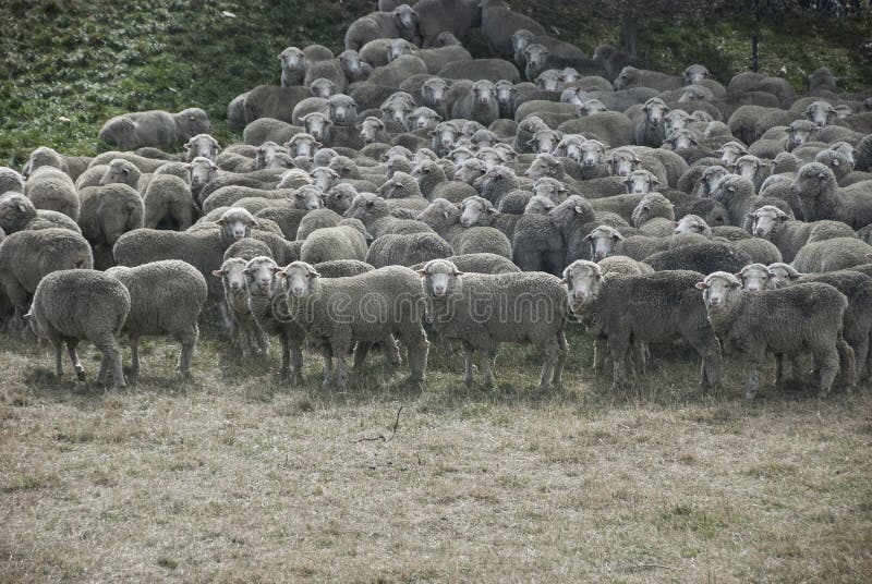 La Nuova Zelanda, Pecora Merino Fotografia Stock - Immagine di ...