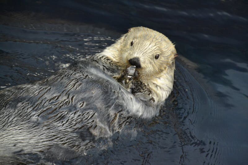 La Nutria De Mar Lame Un Cubo De Hielo Foto de archivo - Imagen de ...