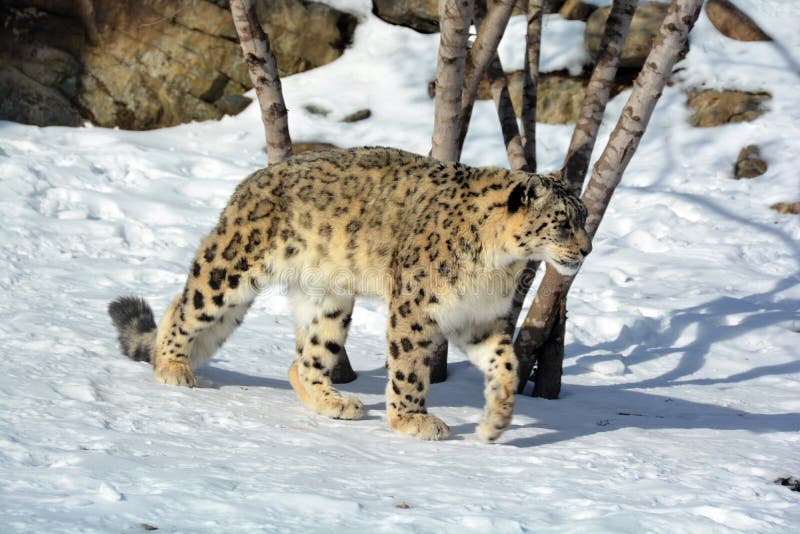 La onza imagen de archivo. Imagen de cazador, comportamiento - 67874367