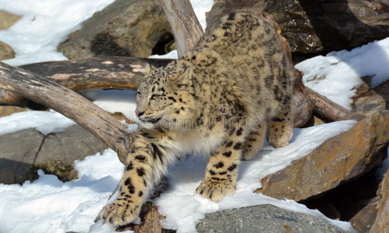 La onza imagen de archivo. Imagen de asia, parque, felino - 68355327