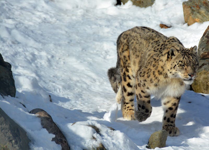 La onza imagen de archivo. Imagen de asia, parque, felino - 68355327