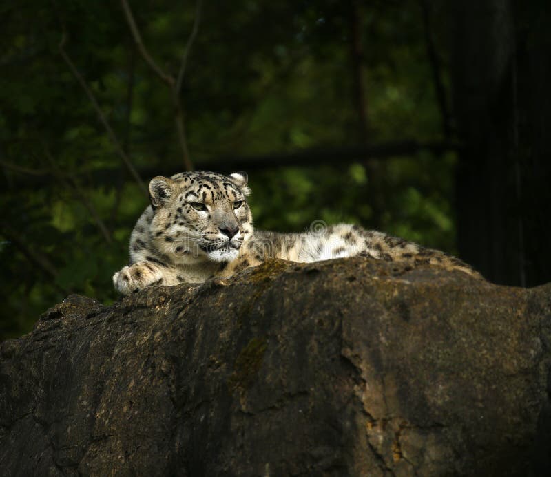 La onza hermosa foto de archivo. Imagen de acantilado - 96073412