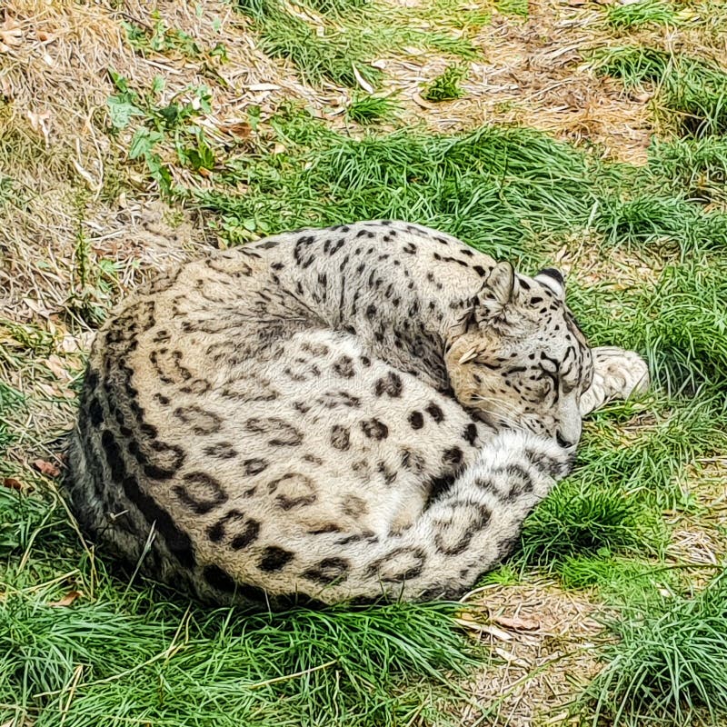 Uncia De La Onza, Del Panthera, Natural Grande Del Gato A Las ...