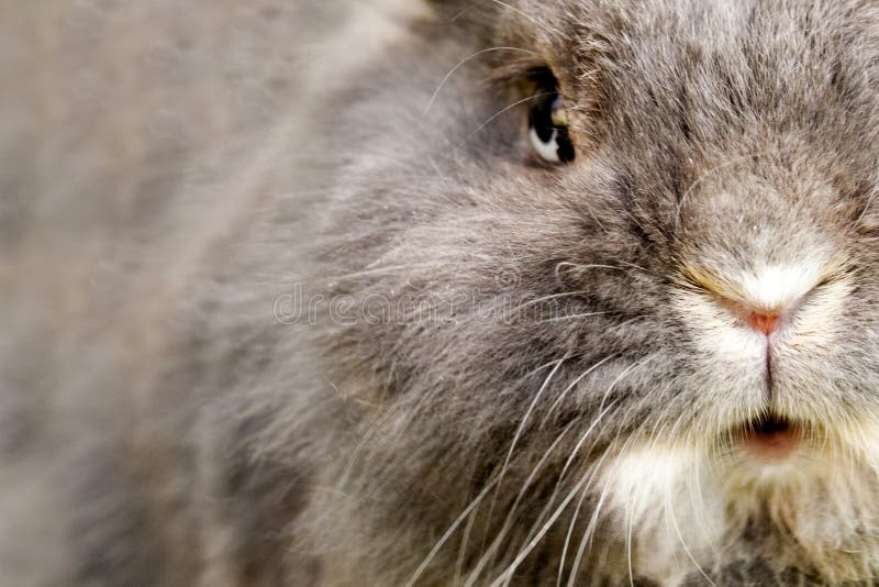 740 Conejo Enojado Fotos - Libres de Derechos y Gratuitas de Dreamstime