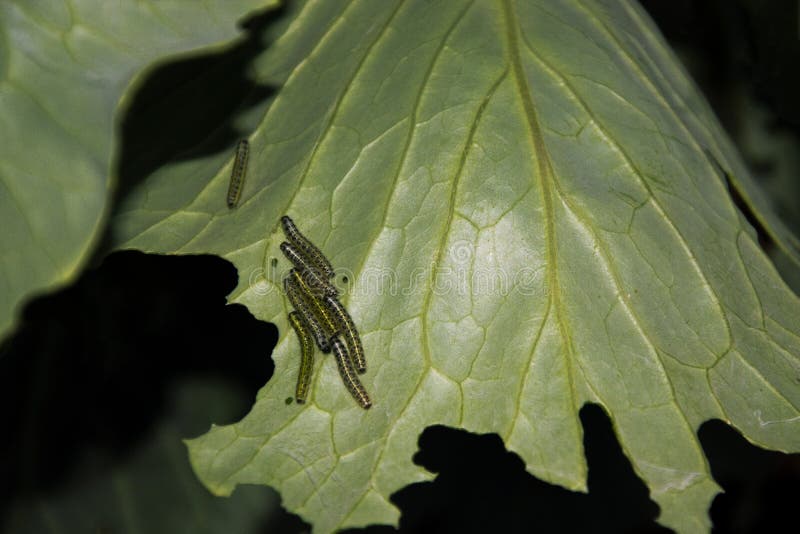 La Oruga Devora Hojas De Col. Gusano En Col Foto de archivo - Imagen de ...