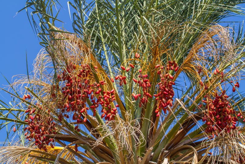 El Racimo De Fecha Da Fruto, Las Frutas De La Palma Datilera Foto de ...