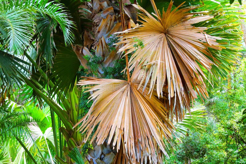 La Palma De Talipot - Corypha Umbraculifera Foto de archivo - Imagen de ...