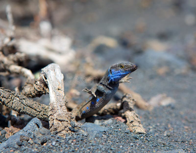 La Palma Typical Lizard Tizon Gallotia Galloti Palmae Stock Image ...