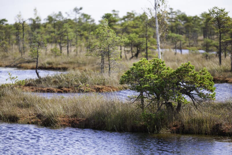 La palude fotografia stock. Immagine di bordi, bello - 103593272