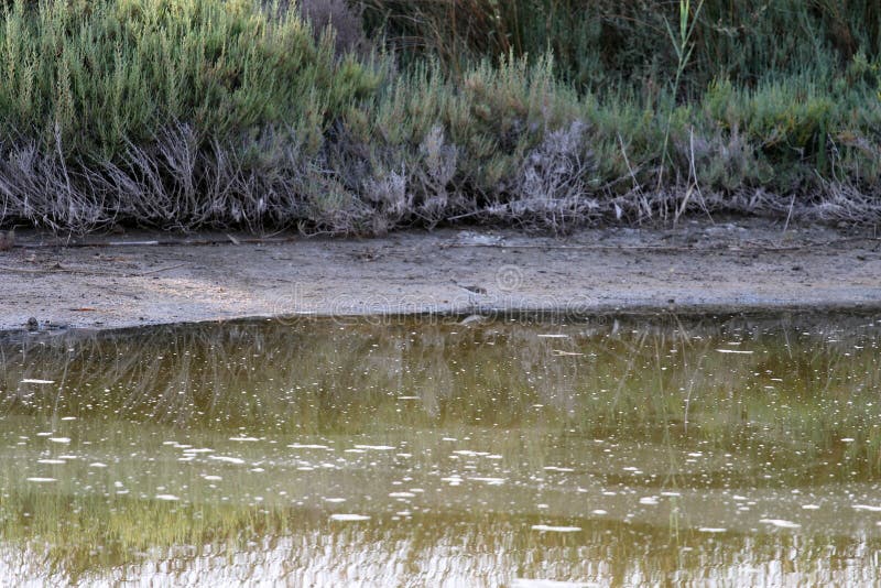 La palude immagine stock. Immagine di tonno, classico - 109027623