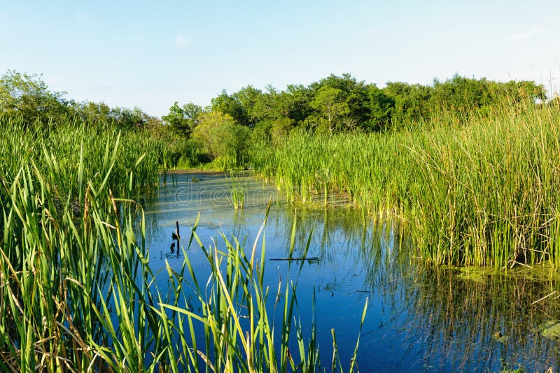La palude della Luisiana fotografia stock. Immagine di acqua - 78215486