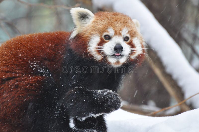 La panda roja imagen de archivo. Imagen de mascota, belleza - 30857155