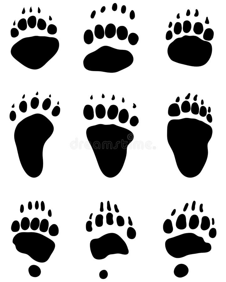 Pata de oso stock de ilustración. Ilustración de garras - 59441324
