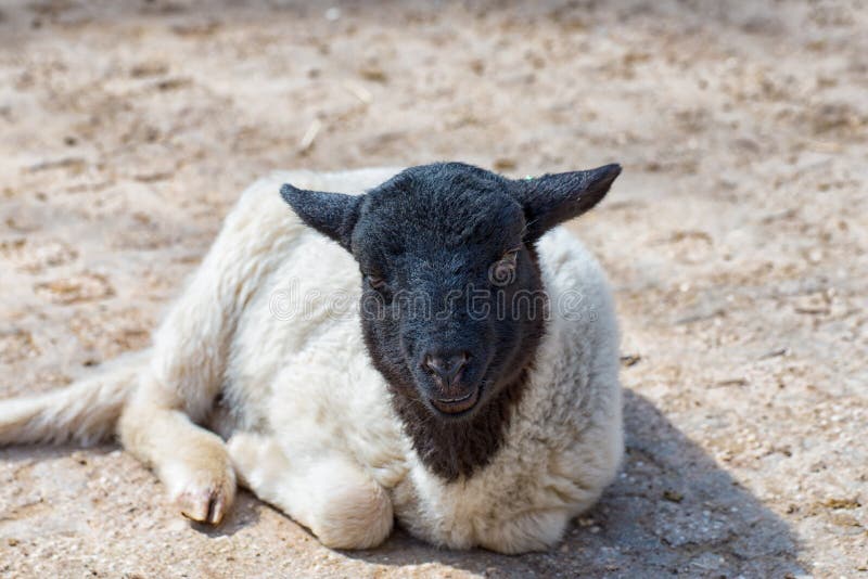 La Pecora in Bianco E Nero Sta Trovandosi Al Sole E Gode Del Calore ...