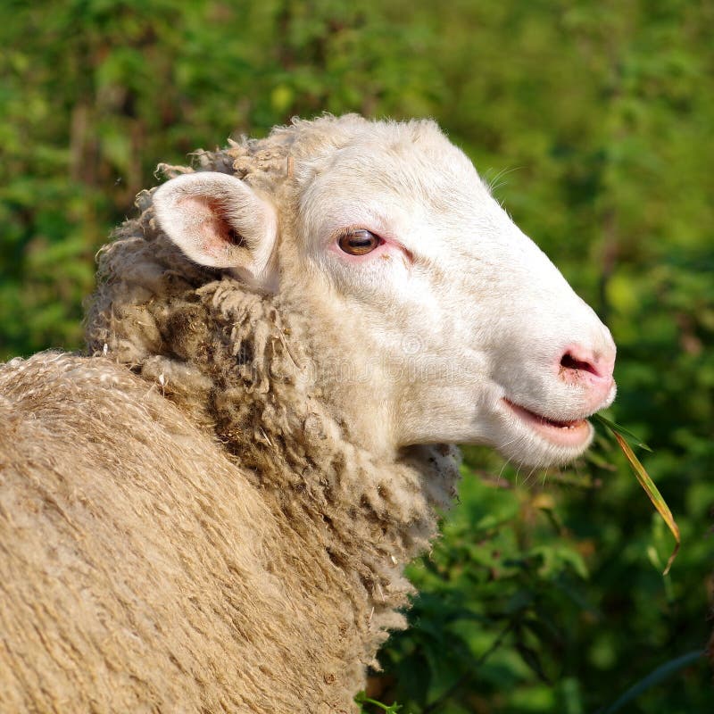 La Pecora Mangia L'erba Verde All'azienda Agricola Fotografia Stock ...