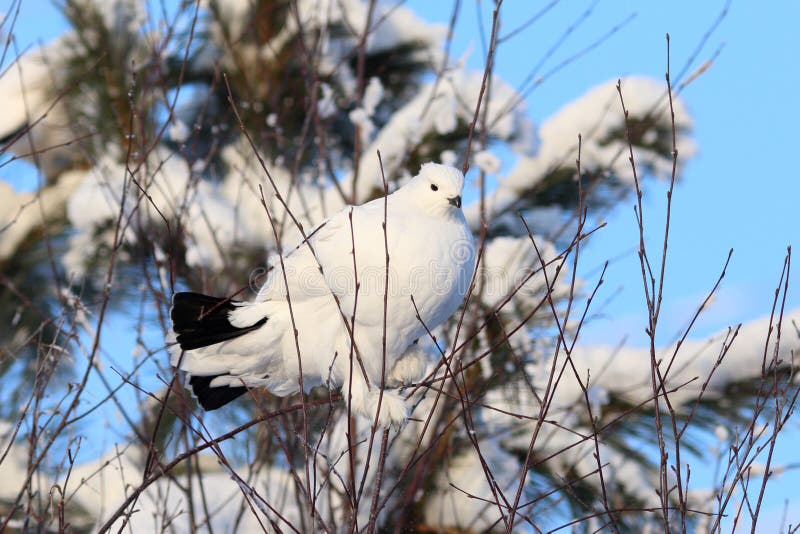 La perdiz blanca imagen de archivo. Imagen de estacional - 37896909