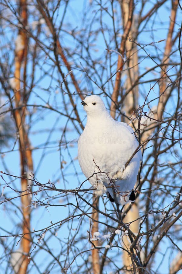 3,053 Photos de La Perdrix Blanche - Photos de stock gratuites et ...