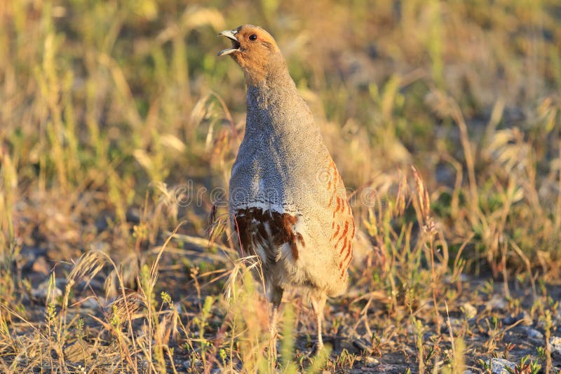 Perdrix Grise Se Cachant Des Chasseurs Sur Les Lignes De Touche Image ...