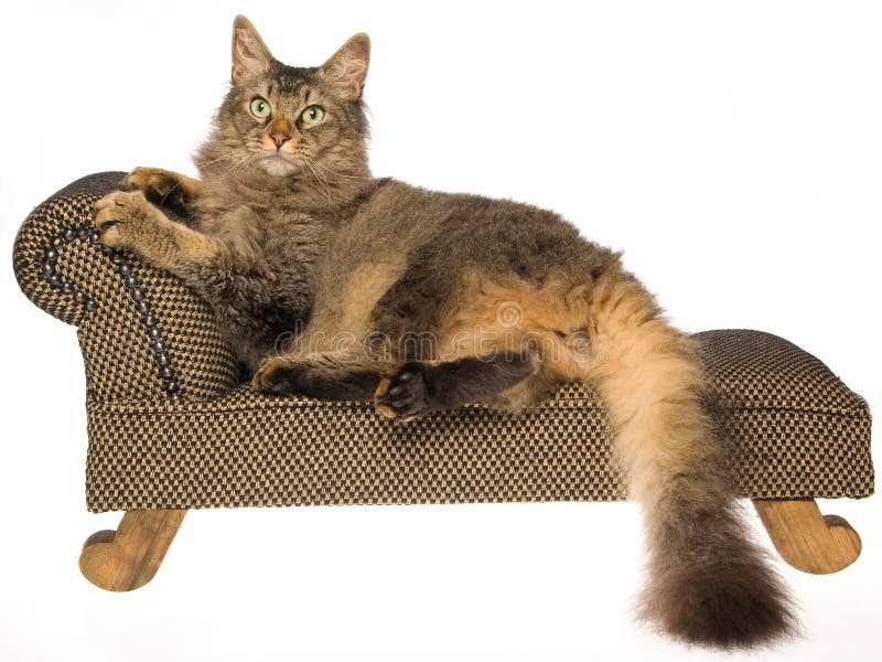 La Perm Cat on Mini Couch on White Background Stock Photo - Image of ...