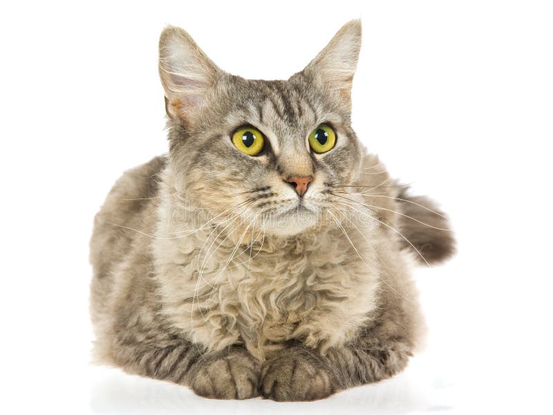La Perm Cat on White Background Stock Image - Image of frizzed, cats ...