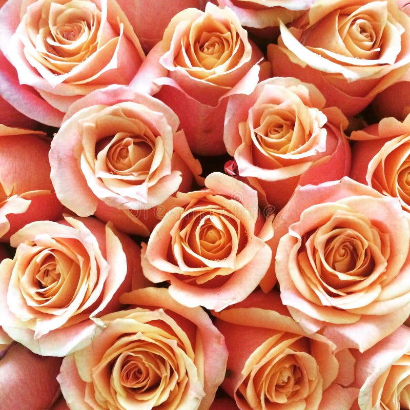 Ecuador Rosa Pesca Rosa Cipria Immagine Stock - Immagine di arrossisca ...